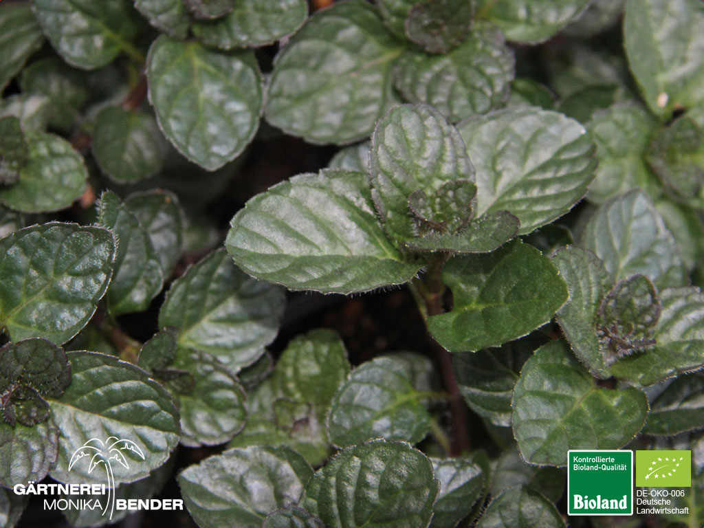 2013 - März - Frühjahr - Waldhausen