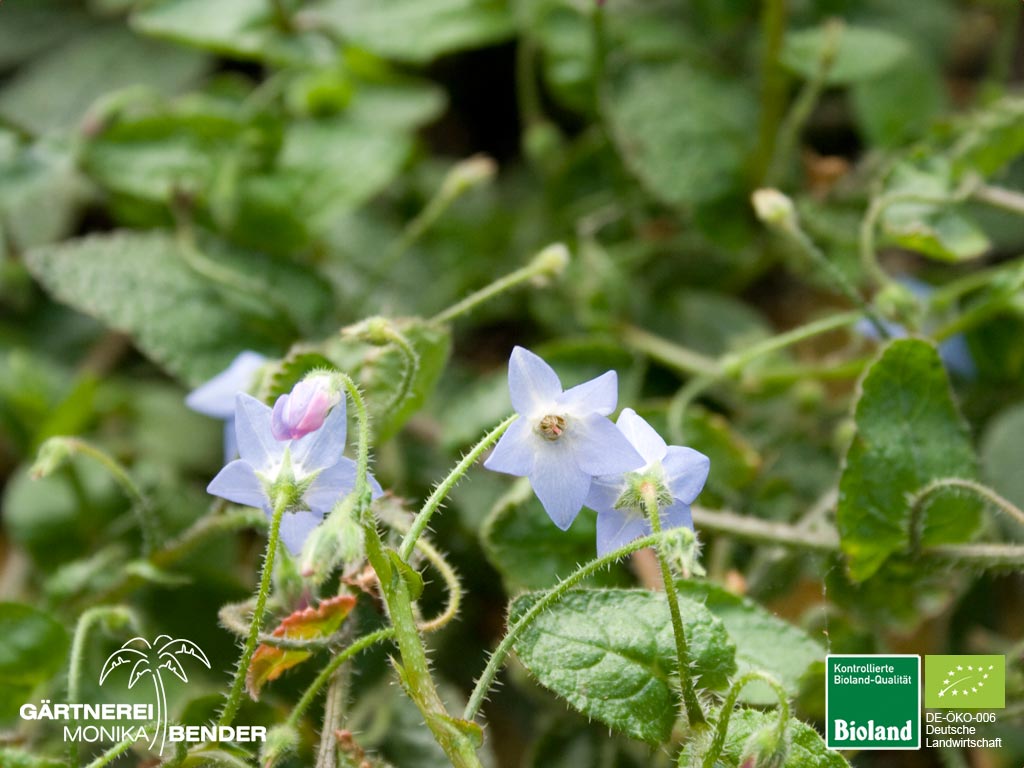 Borago pygmaea - Stauden Borretsch | Bioland