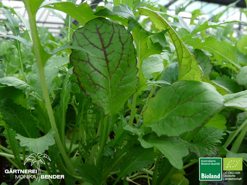 Brassica rapa 'Red Giant', 'Mizuna', 'Grün im Schnee', 'Pak Choi ...