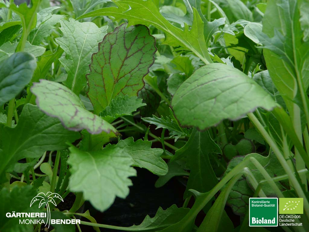 Brassica rapa 'Red Giant', 'Mizuna', 'Grün im Schnee', 'Pak Choi ...