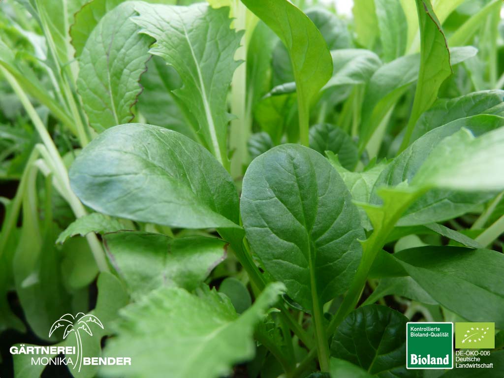 Brassica rapa 'Red Giant', 'Mizuna', 'Grün im Schnee', 'Pak Choi ...