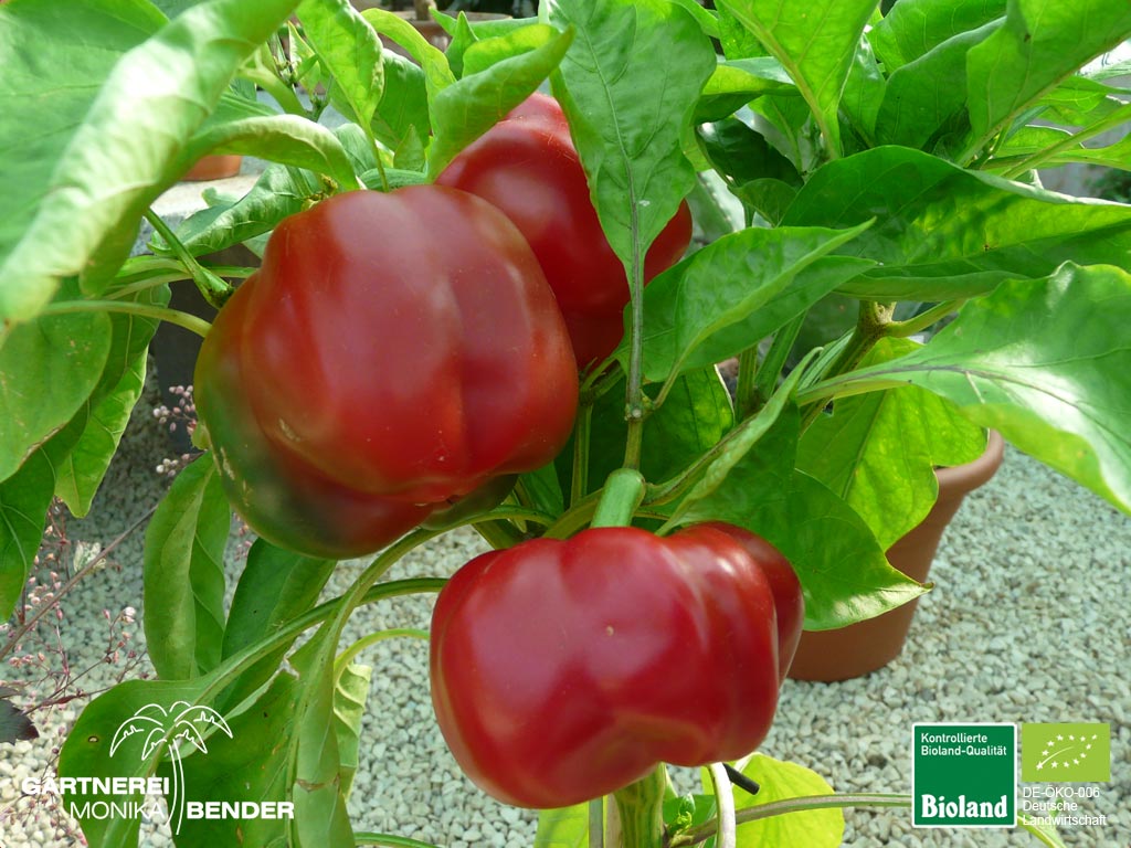 Bioland Gemüsepflanzen