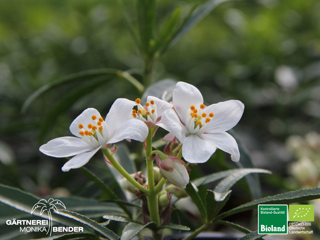 Choisya ternata 'Aztec Pearl' - Mexikanische Orangenblume | Bioland