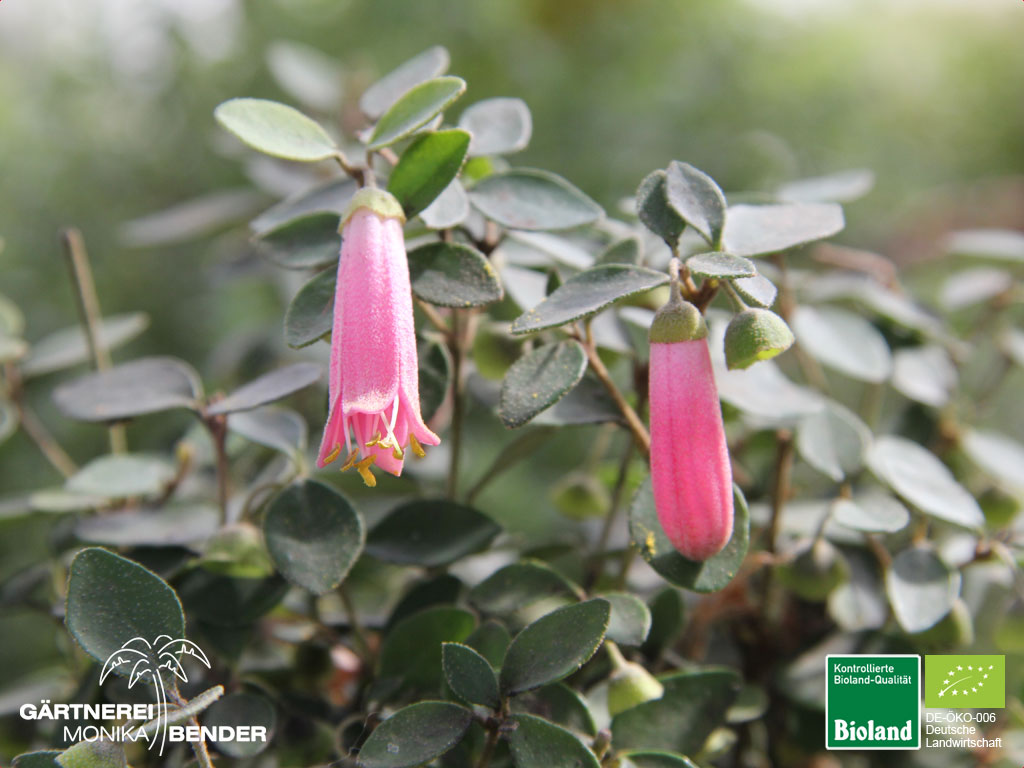 Correa pulchella 'Salmon Pink' - Australische Fuchsie | Bioland
