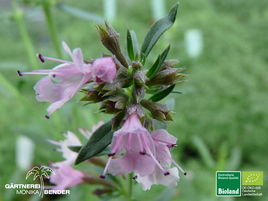 Hyssopus - Ysop-Pflanzen in Bioland-Qualität