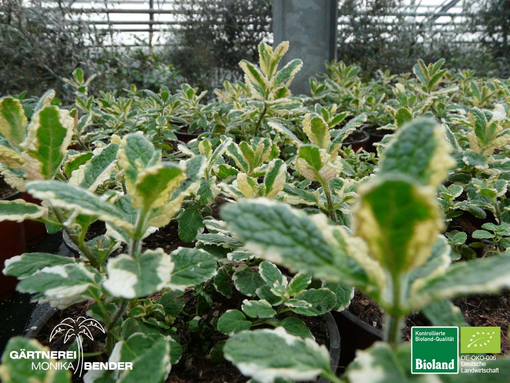 Mentha suaveolens 'Variegata' - Ananas-Minze | Bioland