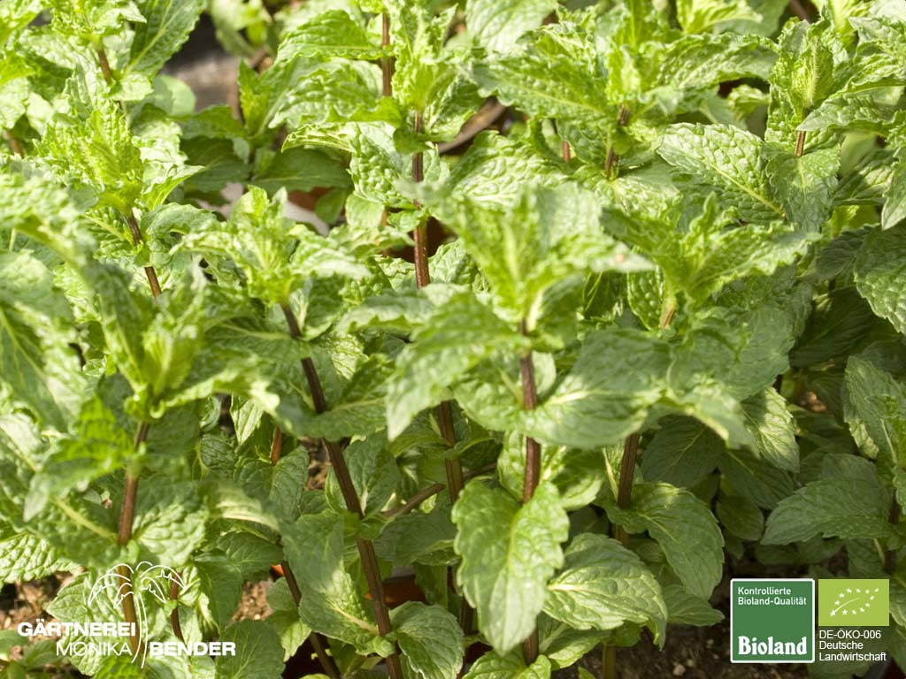 Mentha species 'Thai Bai Sarane' - Thailändische-Minze | Bioland