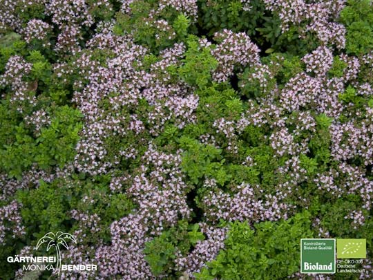 Origanum vulgare 'Compactum' - Kompakter Oregano | Bioland