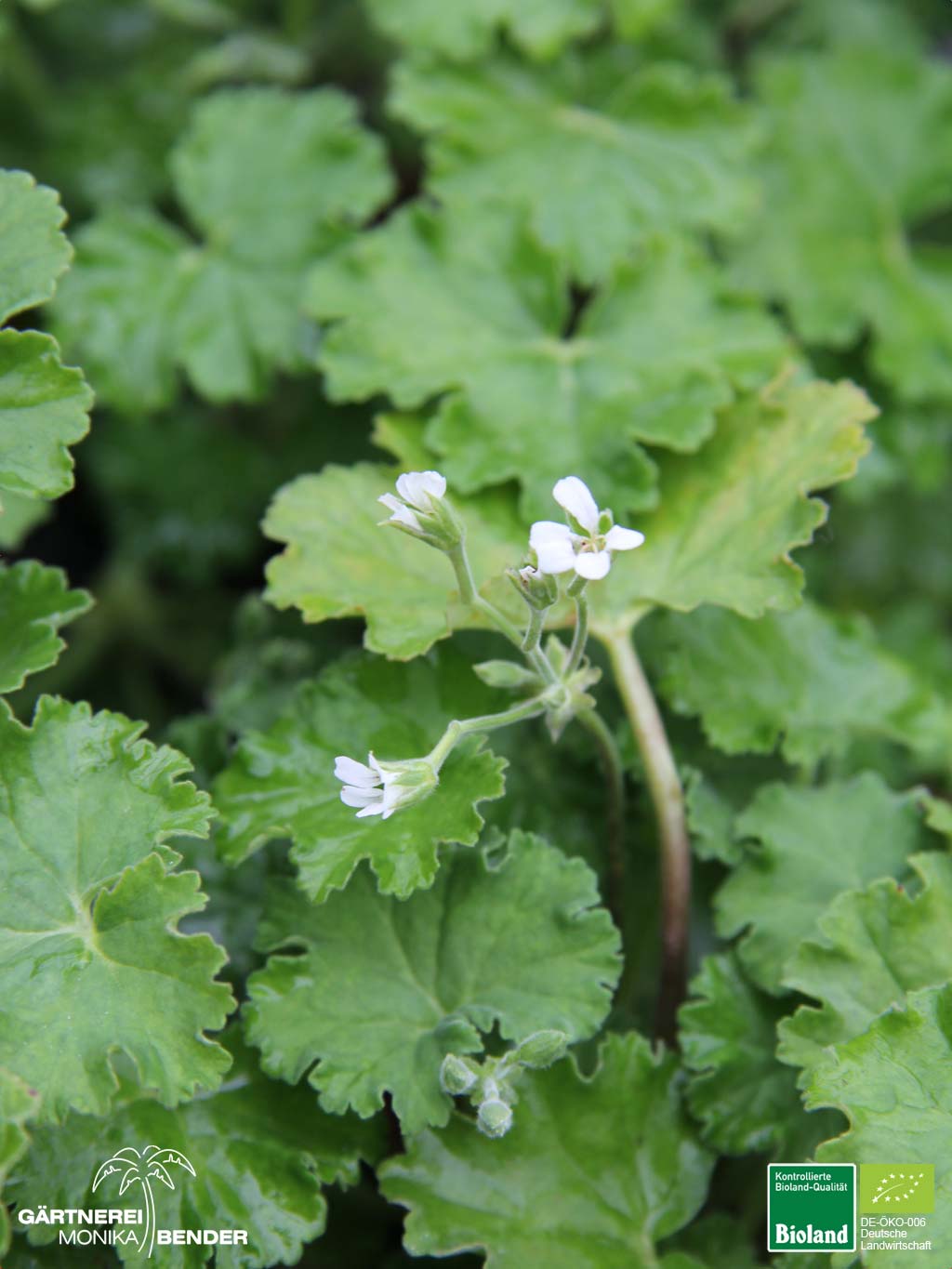 Pelargonium odoratissimum - Apfel Duftgeranie | Bioland