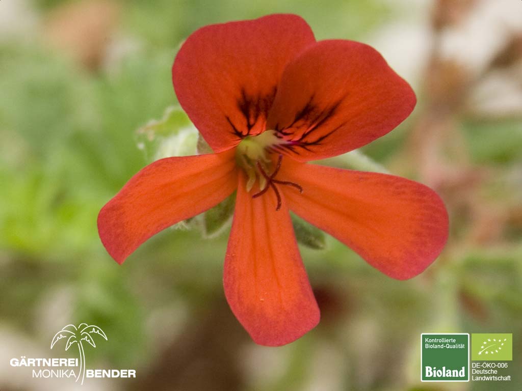 Pelargonium x unique 'Scarlet Unique' - Karotten Duftgeranie | Bioland