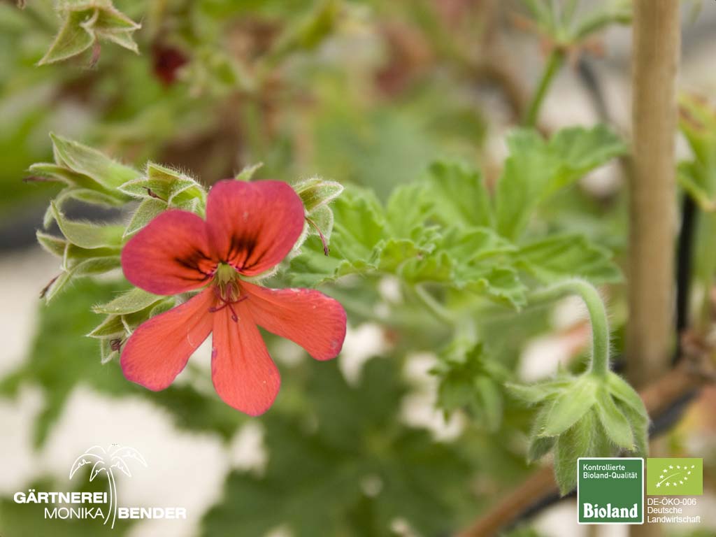 Pelargonium x unique 'Scarlet Unique' - Karotten Duftgeranie | Bioland