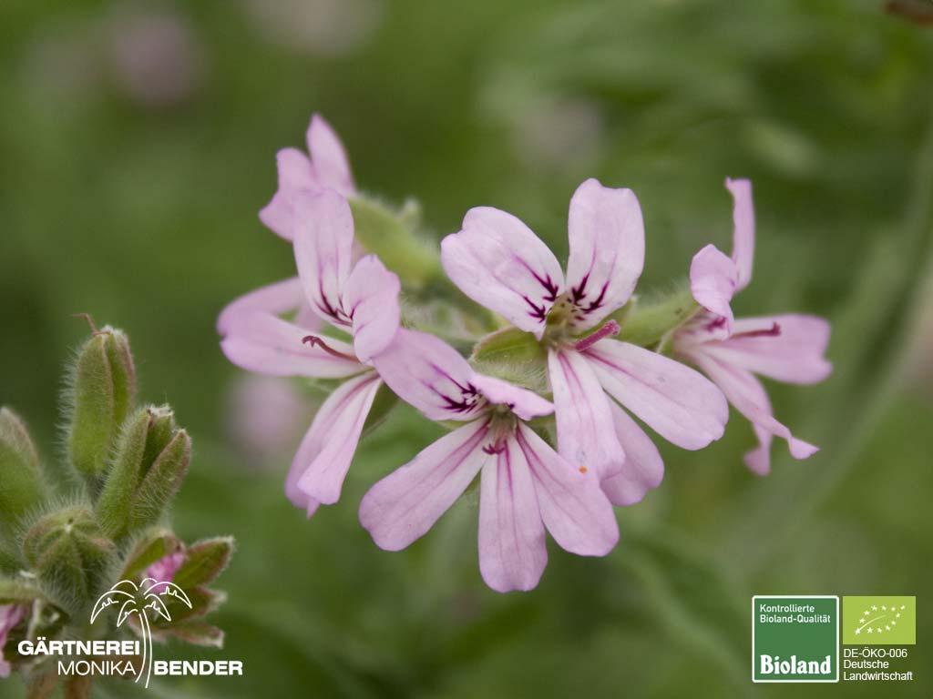 Pelargonium capitatum 'Attar of Roses' - Rosen Duftgeranie | Bioland