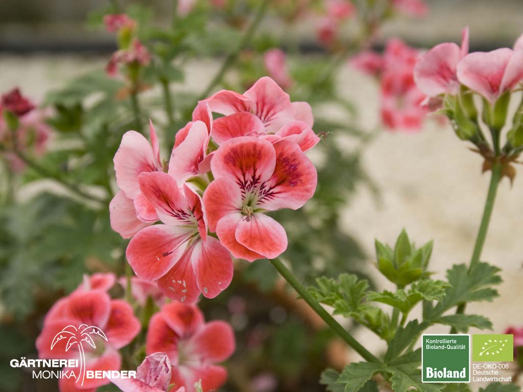 Pelargonium x unique 'Madame Nonin' - Aprikosen Duftgeranie | Bioland