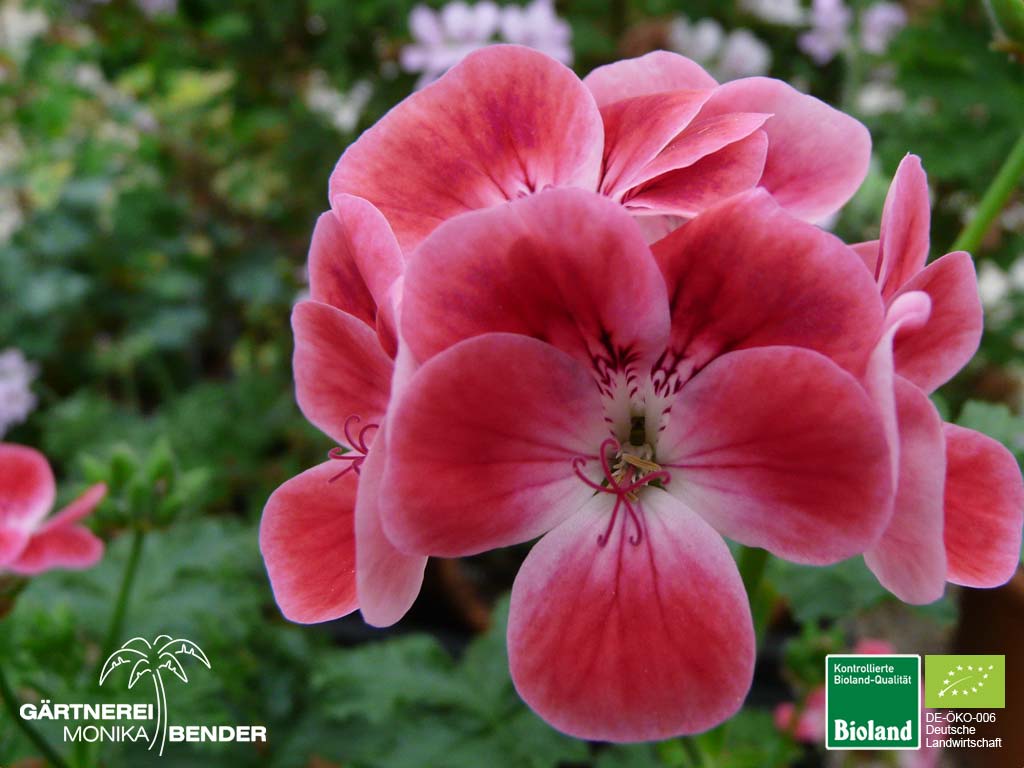 Pelargonium x unique 'Madame Nonin' - Aprikosen Duftgeranie | Bioland