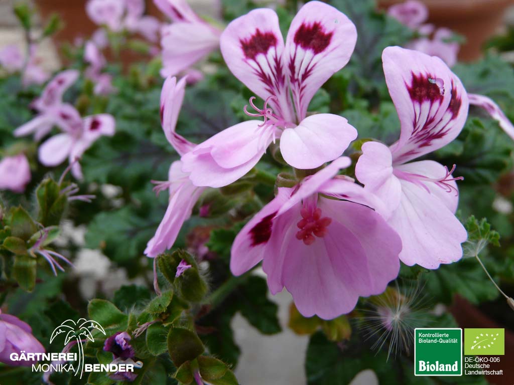Pelargonium quercifolium 'Royal Oak' - Herb-würzige Duftgeranie | Bioland