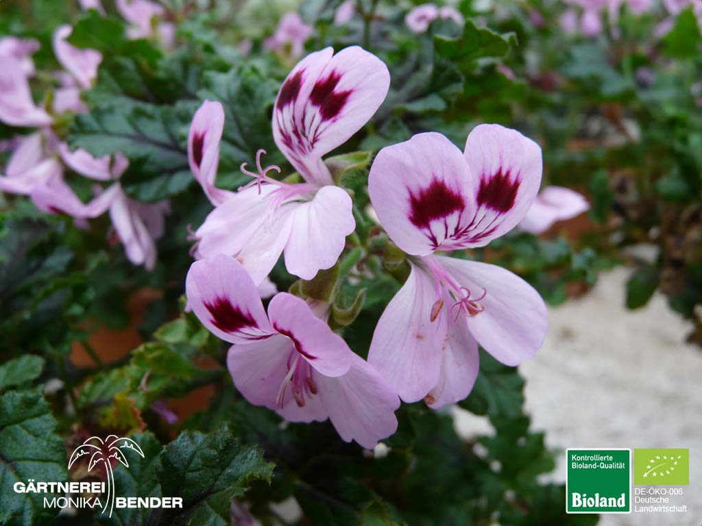 Pelargonium quercifolium 'Royal Oak' - Herb-würzige Duftgeranie | Bioland
