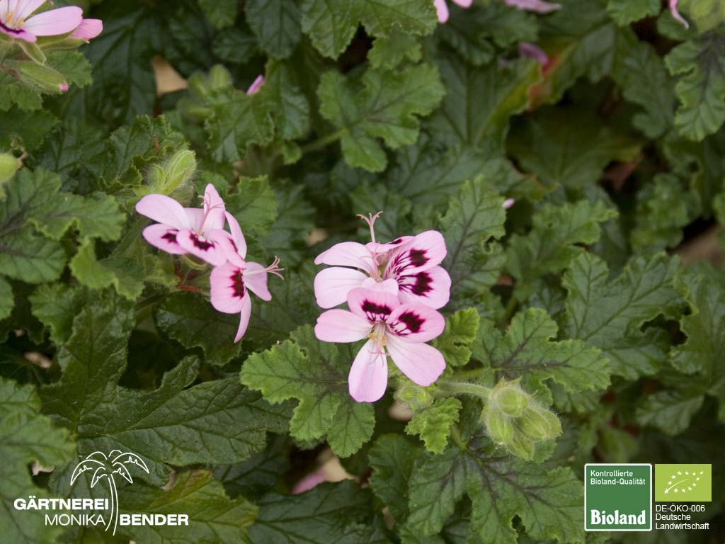 Pelargonium quercifolium 'Royal Oak' - Herb-würzige Duftgeranie | Bioland