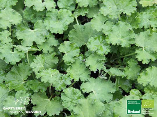 Pelargonium odoratissimum - Apfel Duftgeranie | Bioland