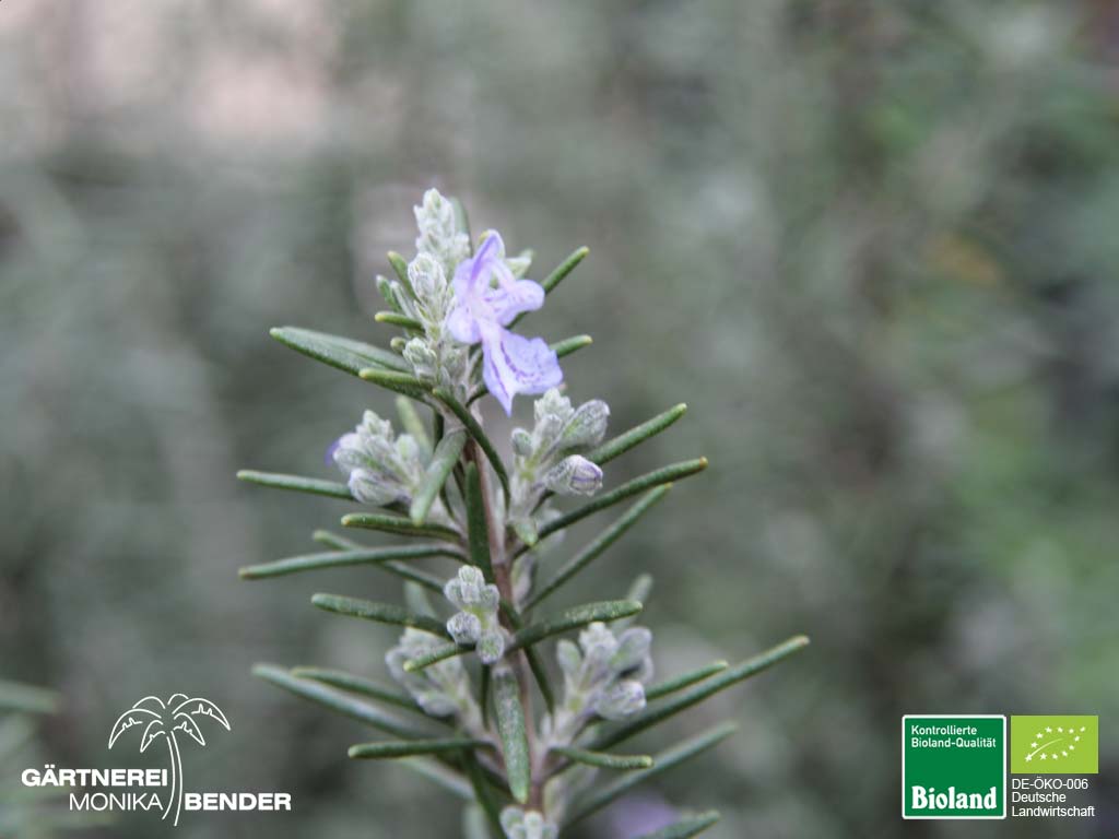 Rosmarinus officinalis 'Veitshöchheim' - Rosmarin winterhart | Bioland