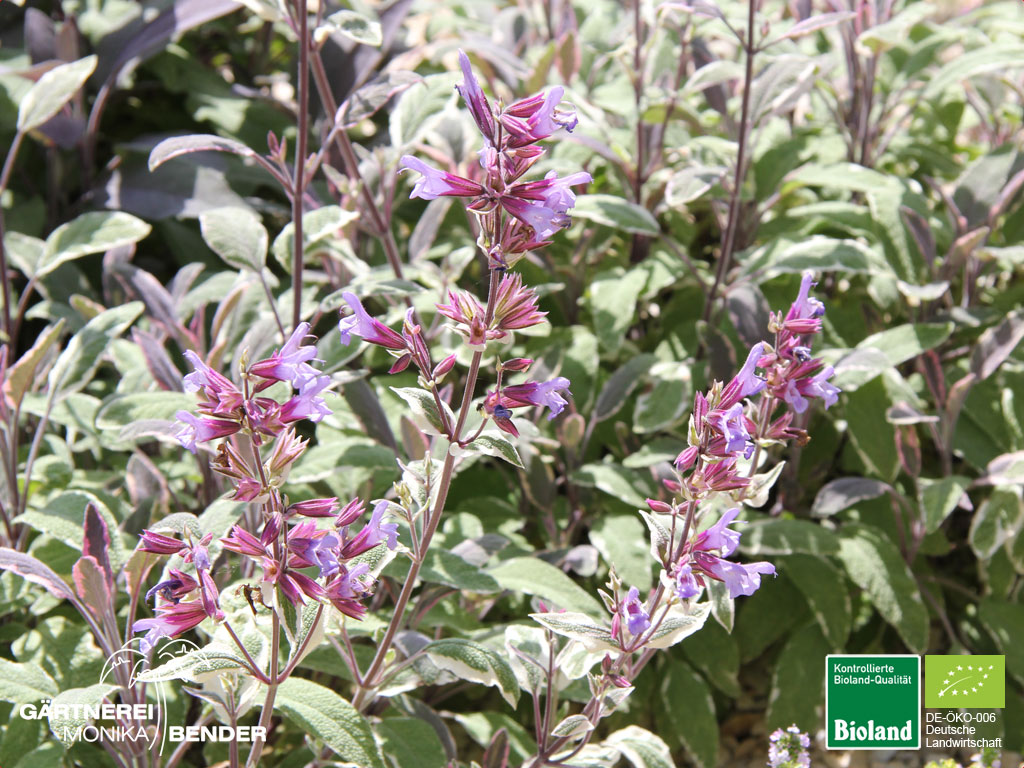 Salvia officinalis 'Tricolor' - Bunter Gewürz-Salbei | Bioland