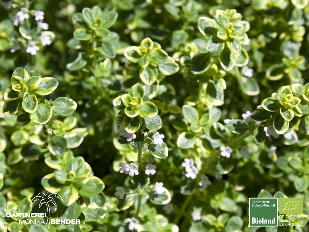 Thymus x citriodorus 'Variegata' - Gold-Zitronen-Thymian | Bioland