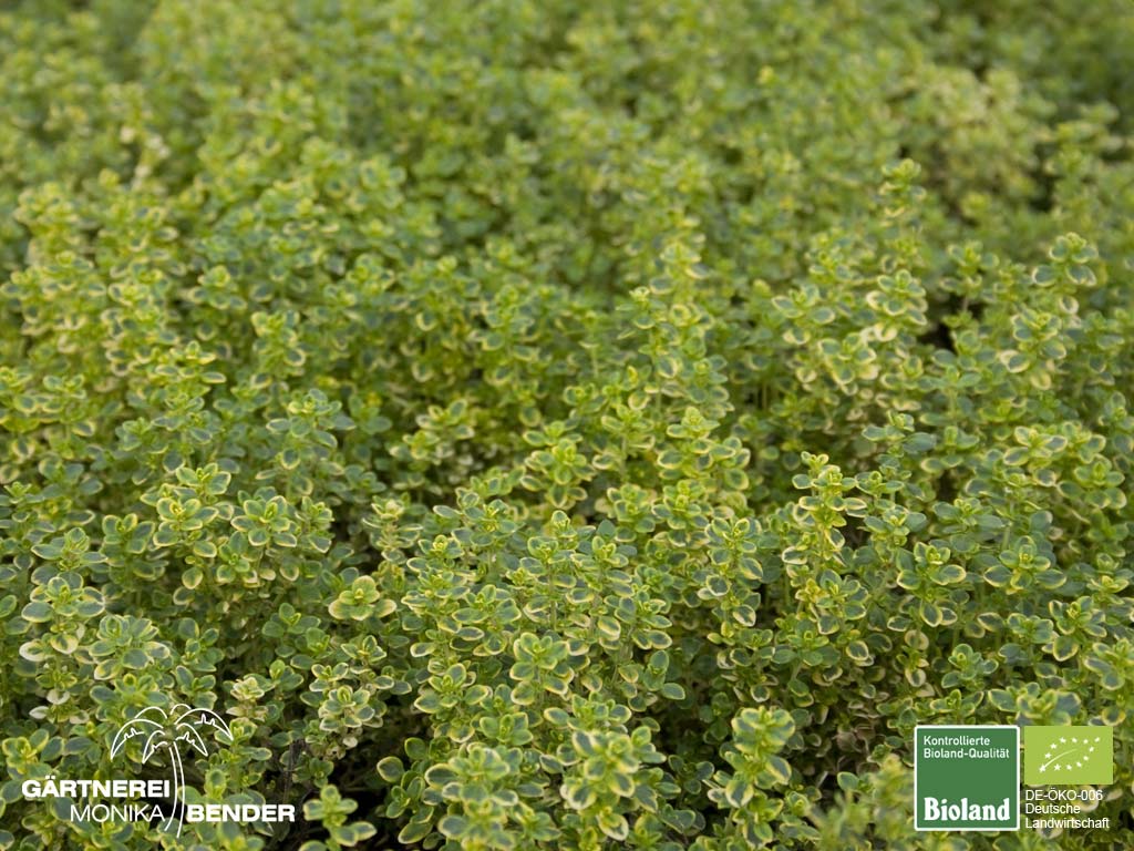 Thymus x citriodorus 'Variegata' - Gold-Zitronen-Thymian | Bioland