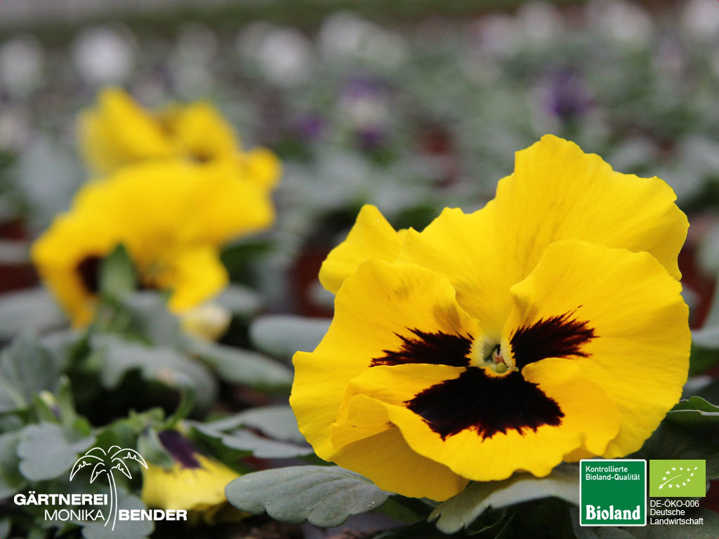 Viola 'Fancy' - Stiefmütterchen verschiedene Farben | Bioland